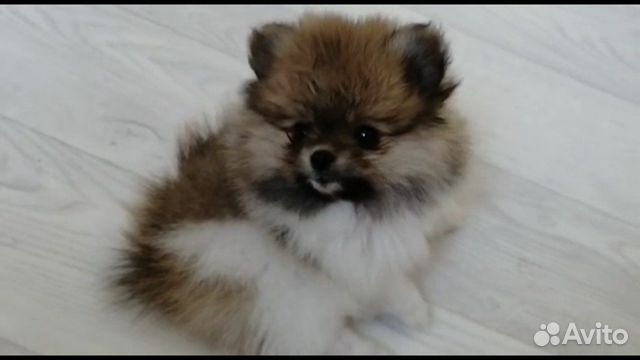 Щенки шпица