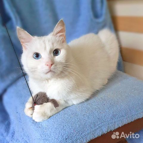 Котик в добрые руки