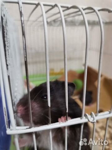 Хомяки джунгарики сирийские,крысы и птицы