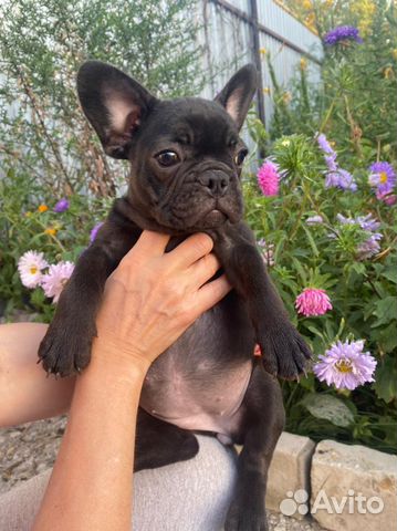 Французский бульдог