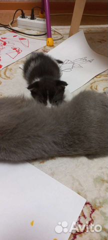 Котенок девочка вислоушка