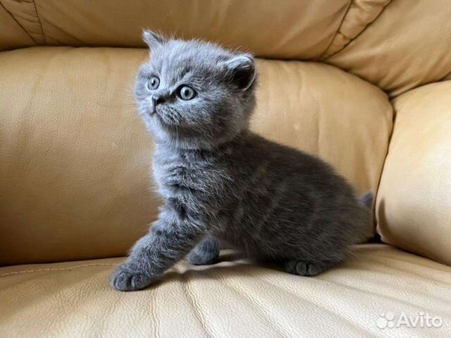 Британские котята