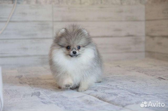 Мини Померанский шпиц девочка