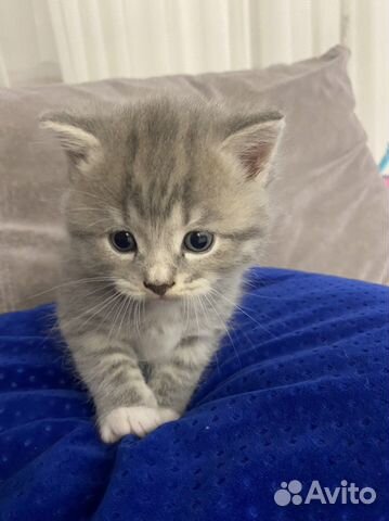 Шотландские котята