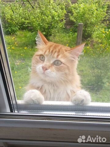 Рыжая пушистая кошка