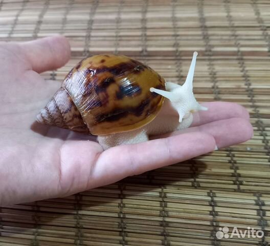 Ахатина Ахатина Тигр Альбино