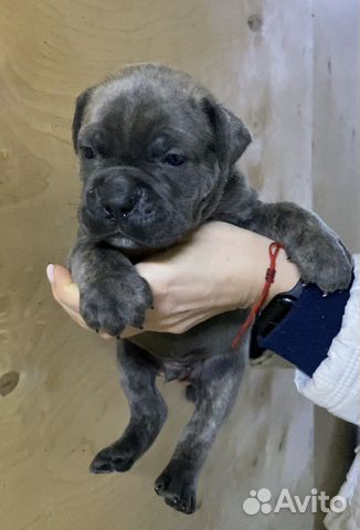 Кане Корсо - серый тигренок