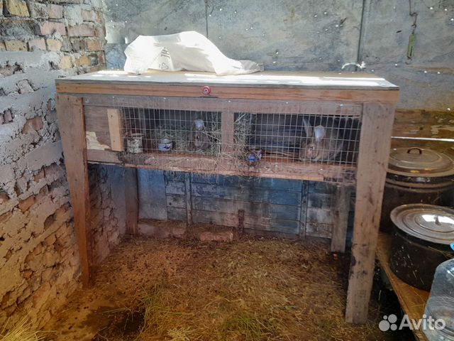 Кролики и клетки для кролей