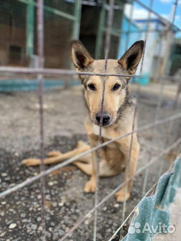 Спасите милую Гретту