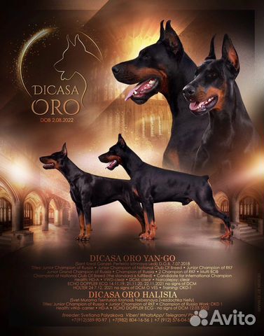 Щекни породы Доберман