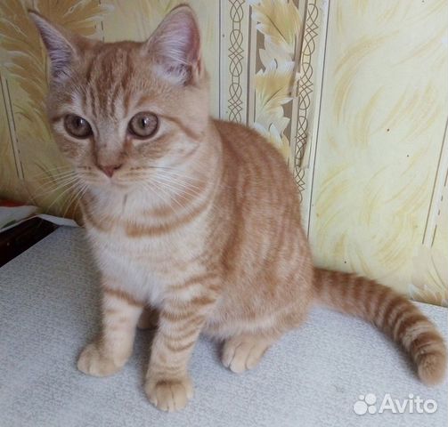 Котик подросток ищет дом. Британец. Метис