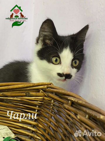 Классный "усатый" котенок