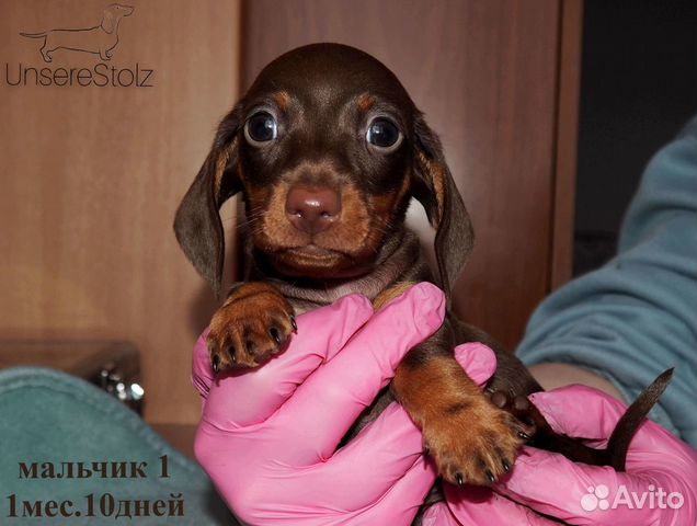 Щенки Таксы - шоколадные миники