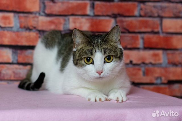 Кошечка Тося 4 года ищет семью