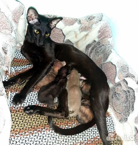 Ориентальная кошка