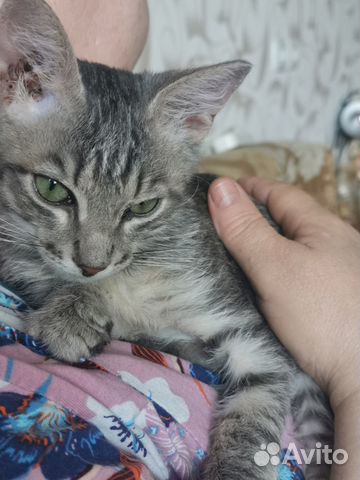 Котёнок (мальчик) в добрые руки