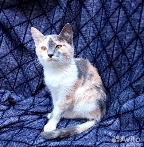 Котенок у душевно больной женщины