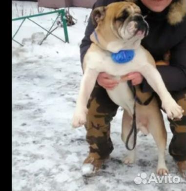 Очеровашки англичане