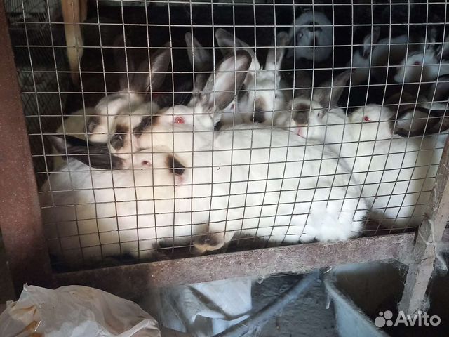 Калифорнийцы на племя