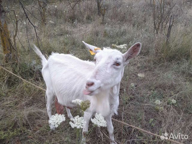 Козы разных пород