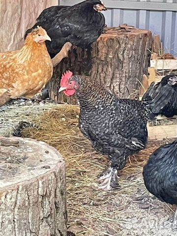 Петух с перьями на лапках