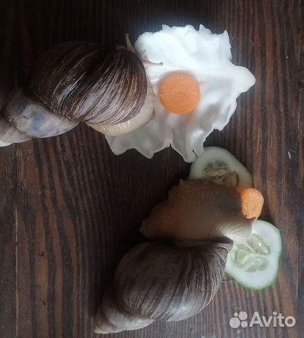 Улитки ахатины