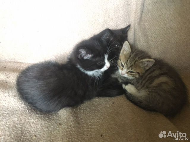 Красивые котята отдам бесплатно в добрые руки с д