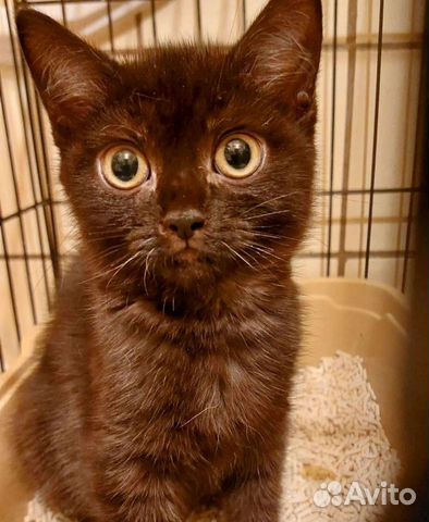 Котик Мяк, фенотип Британца, в дар