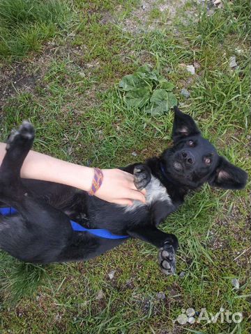 Собака спаниель