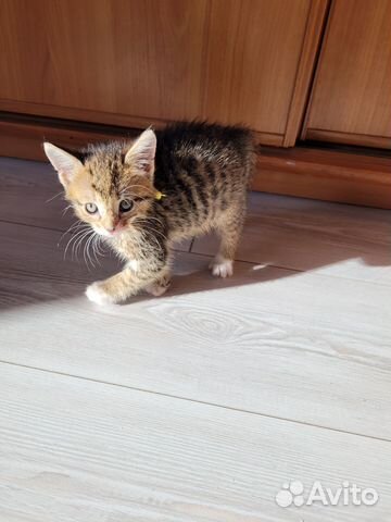 Котенок девочка 1 месяц