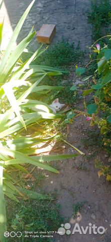 Отдам белую пушистую кисю