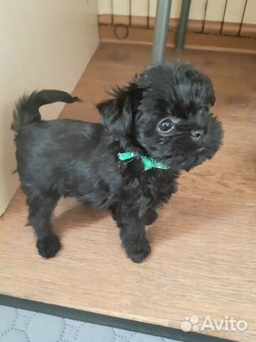 Аффенпинчер