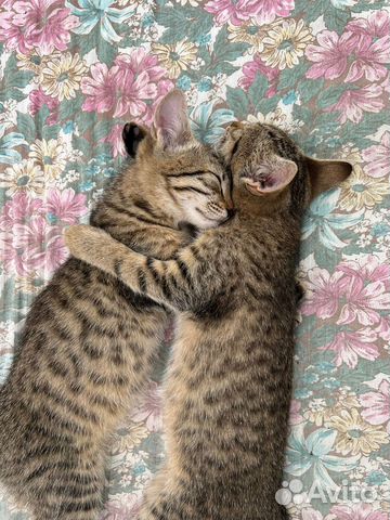 Котенок (девочка)