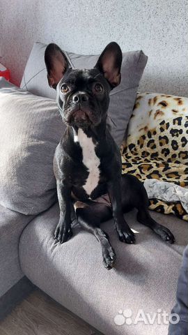 Французский бульдог