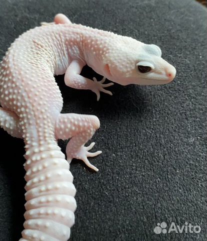 Эублефар самка