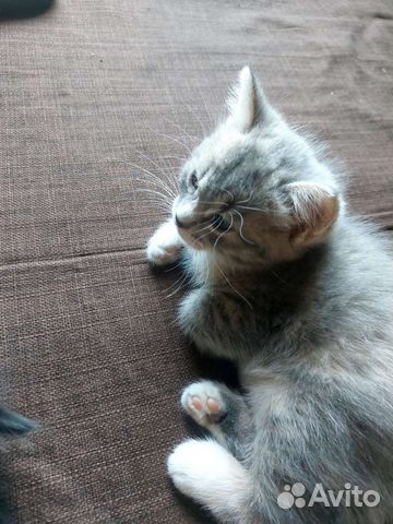 Котёнок в дар