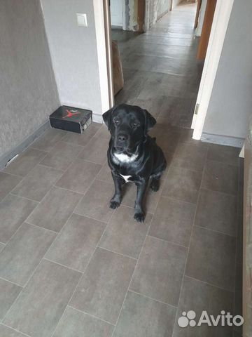 Кобель лабрадора вязка