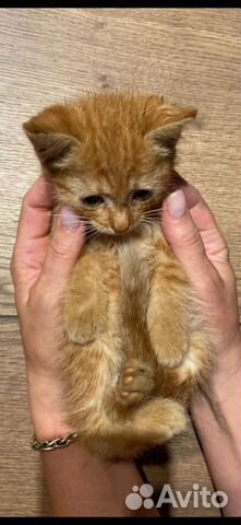 Рыжий котенок девочка в добрые руки