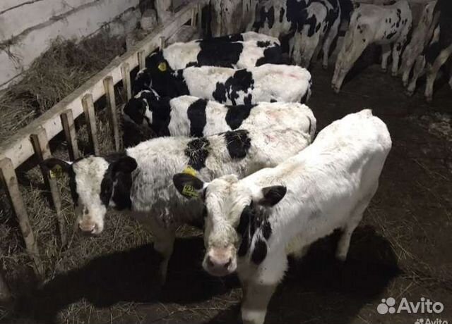 Продаем телята
