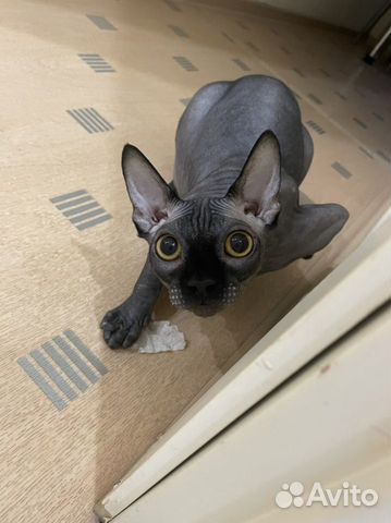 Канадский сфинкс