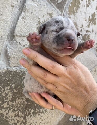Американские булли - малыши для брони