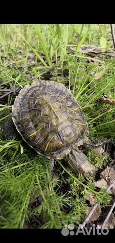 Отдам в добрые руки красноухая черепаха