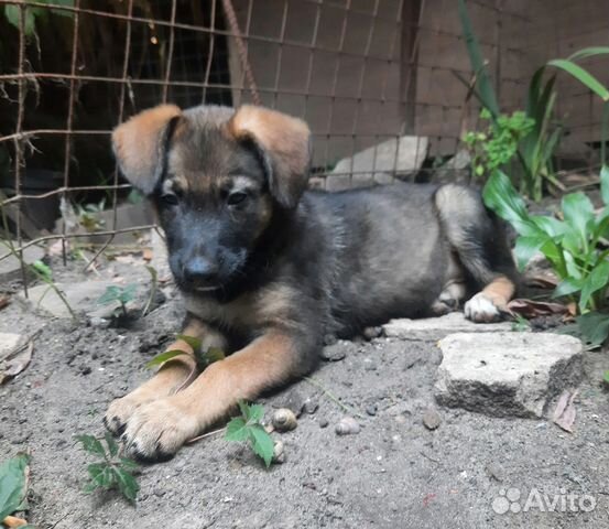 Щенок Варежка ищет свой дом