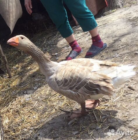 Гуси Горьковские Тульской бойцовой породы