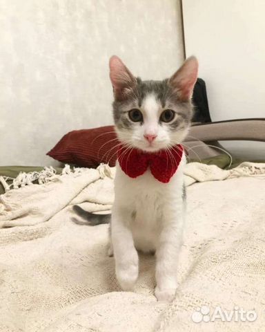 Мартин ищет дом