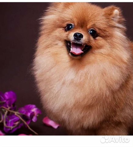 Померанский шпиц девочка