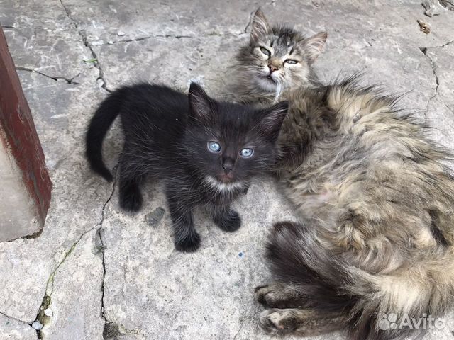 Котенок Черныш