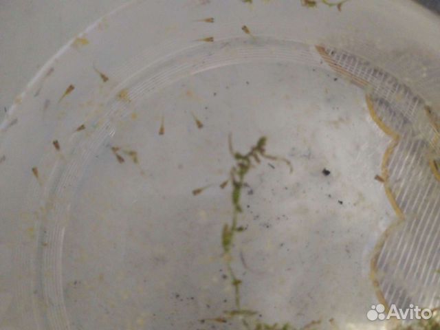 Мальки гуппи