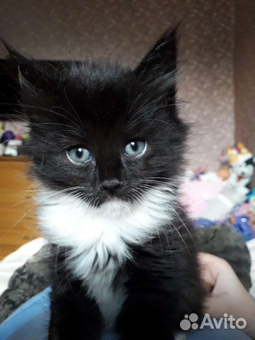 Котёнок 3,5 месяца
