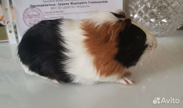 Морская свинка
